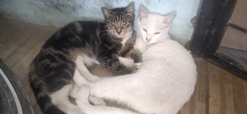 Brother Cat lovers stock photo. Image of lovers, brother - 263900446