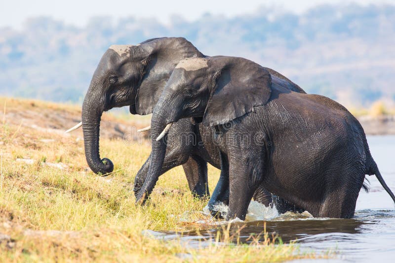 Sister elephants stock photo. Image of juvenile, asian - 39310638
