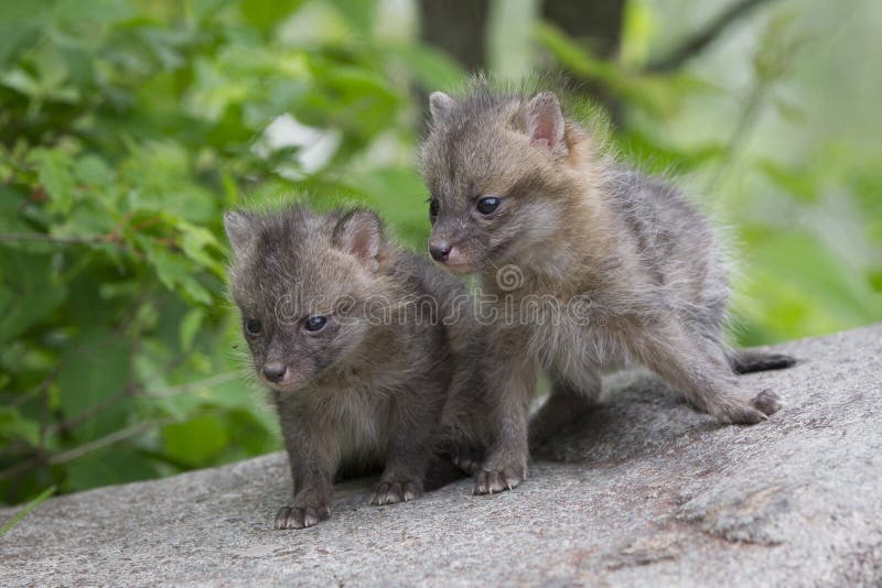Grey Fox Kits stock image. Image of cute, monogamous - 36510427