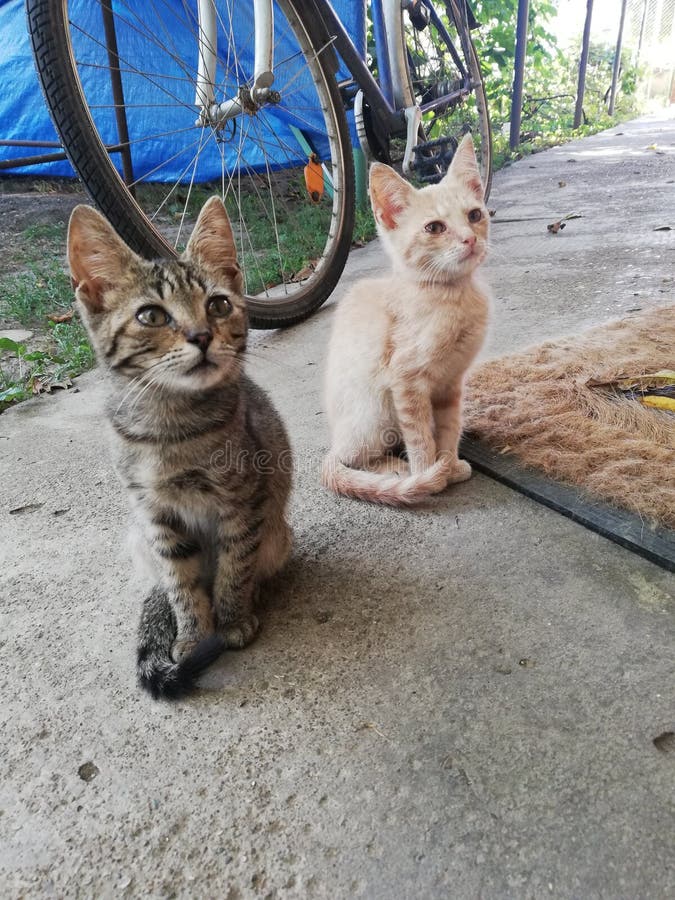 Cats stock image. Image of together, brothers, cats - 156830853