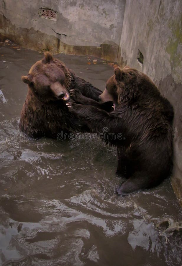 Brothers stock photo. Image of pool, bears, wildlife - 42775980