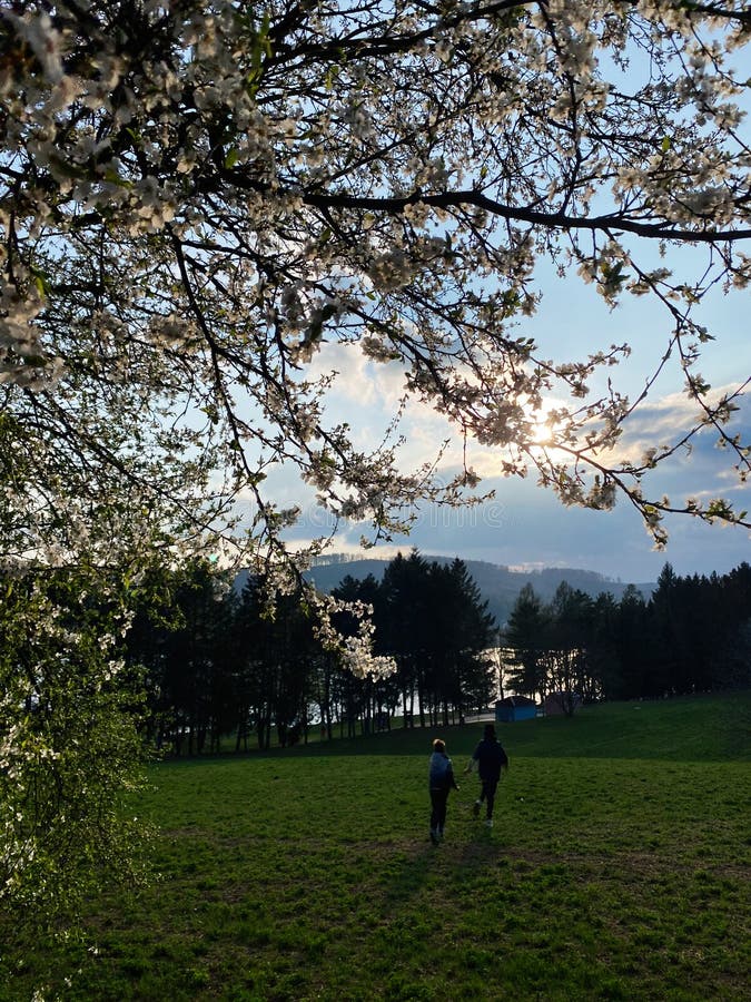 Brothers Walking through Flowering Park at Sunset in Springtime Stock ...