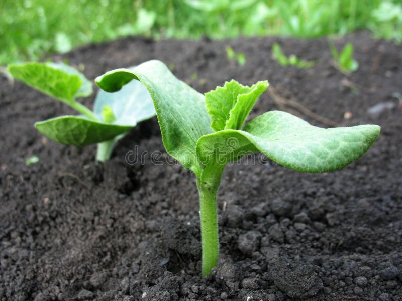 Broto foto de stock. Imagem de progresso, jardinar, sujeira - 33310778