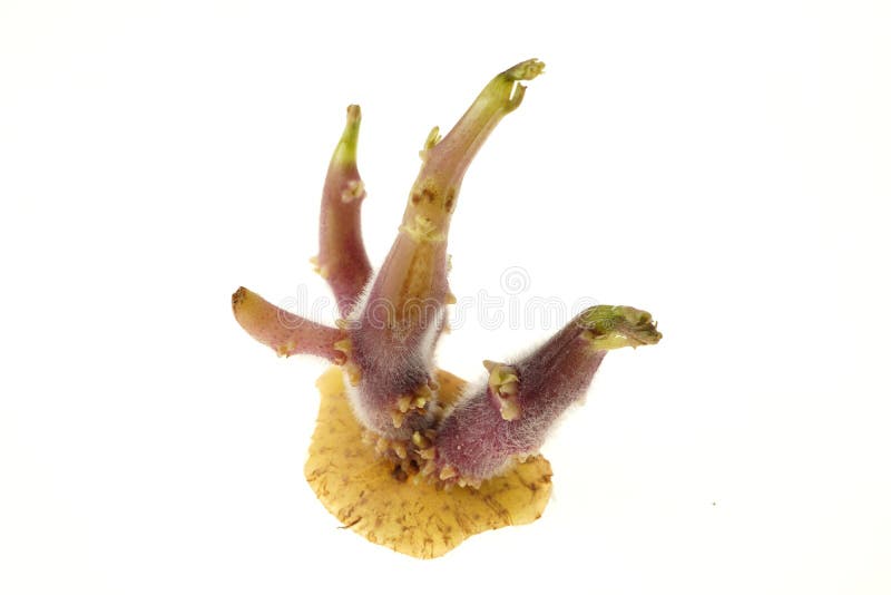 Broto Da Batata, Solanum Tuberosum, Isolado No Branco Imagem de Stock ...
