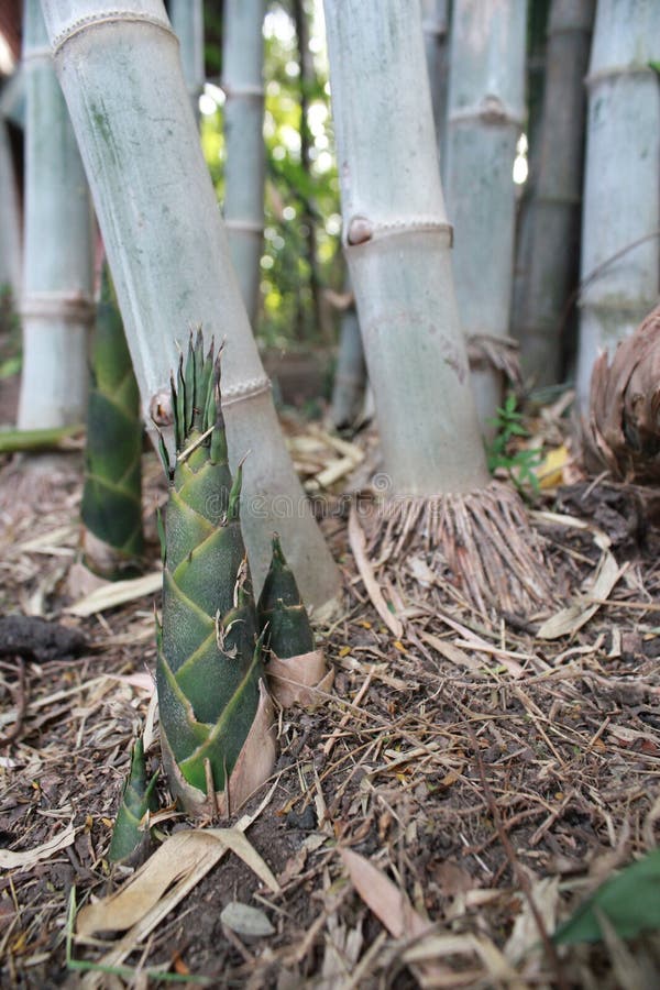 Bambu Com Crescimento Fresco Da Raiz Imagem de Stock - Imagem de branco ...