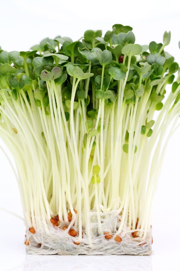 Broto De Rabanete Fechado Com Raiz Imagem de Stock - Imagem de joia ...