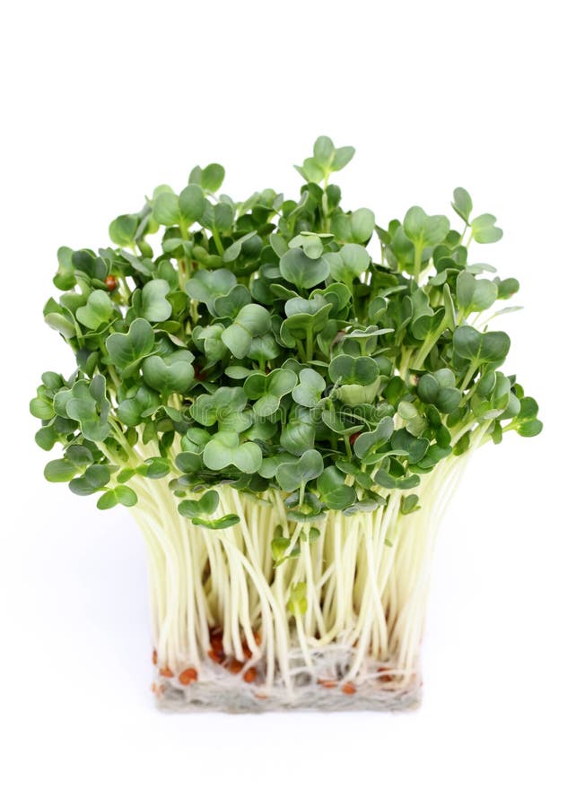 Broto Do Rabanete No Jardim Foto de Stock - Imagem de sujeira, vista ...