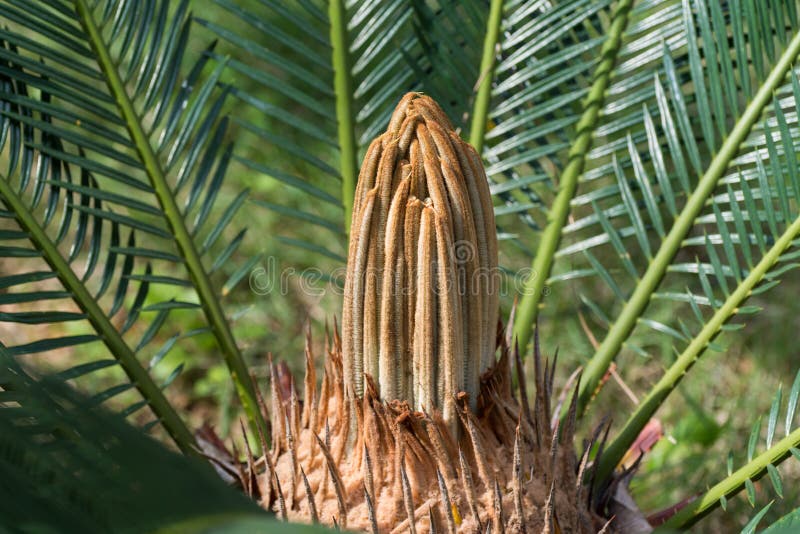 Palma De Data De Phoenix Roebelenii (palma De Data Do Pigmeu Ou Palma ...