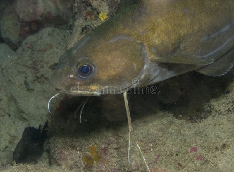 Brotola stock image. Image of bearded, marine, scuba - 13081207