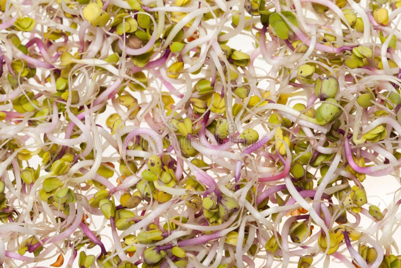 Brotos de alfafa frescos imagem de stock. Imagem de nave - 37484907