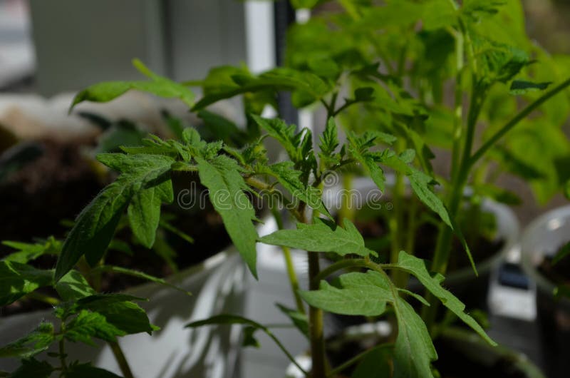 Brotos De Tomate Germinados Com Tomate Em Estufa Imagem de Stock ...
