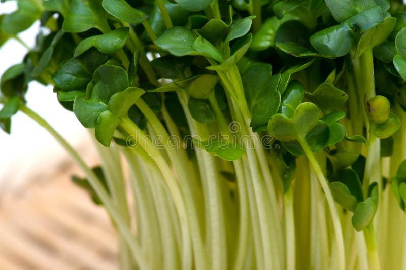 Brotos-Raphanus Do Rabanete Sativus Imagem de Stock - Imagem de ...