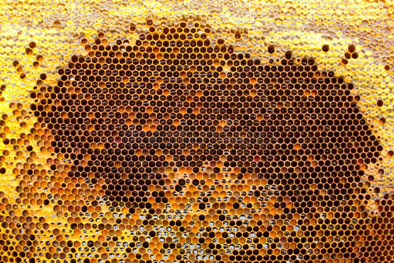 Honey Combs with Nectar, Pollen, Honey and Bees Stock Image - Image of ...