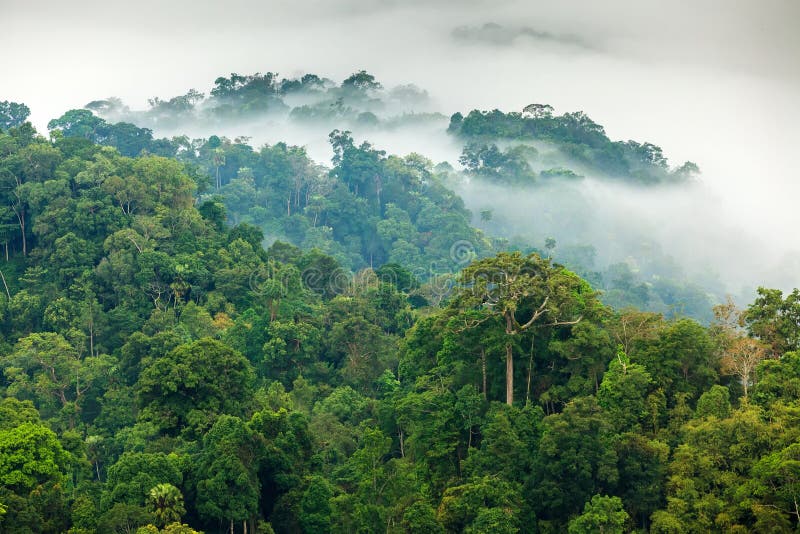 Beau lac jungle image stock. Image du iguane, paisible - 38413529