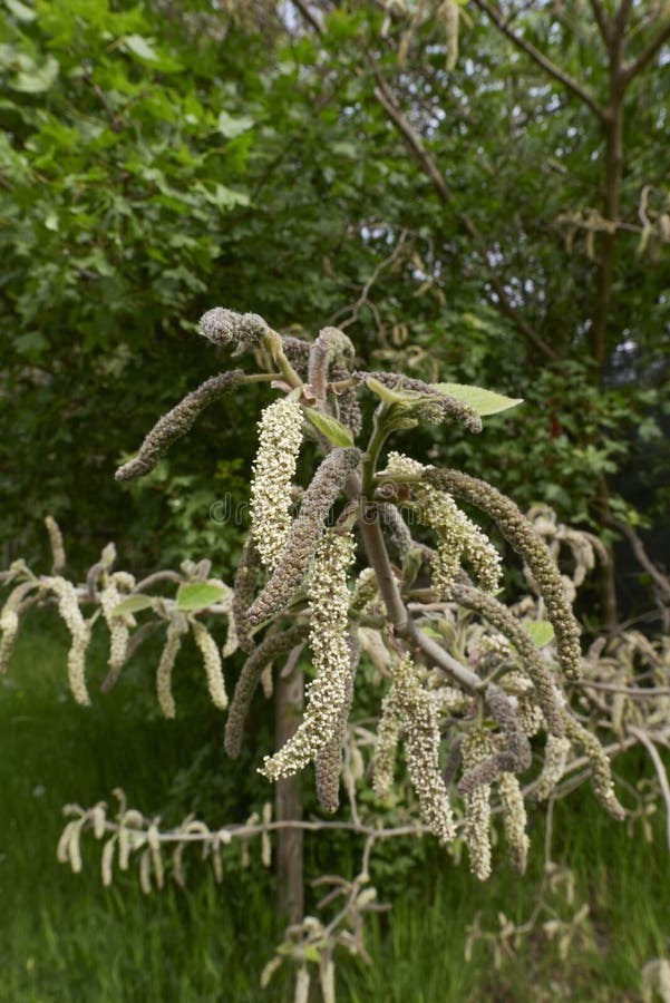 Broussonetia Papyrifera in Bloom Stock Photo - Image of paper, fresh ...