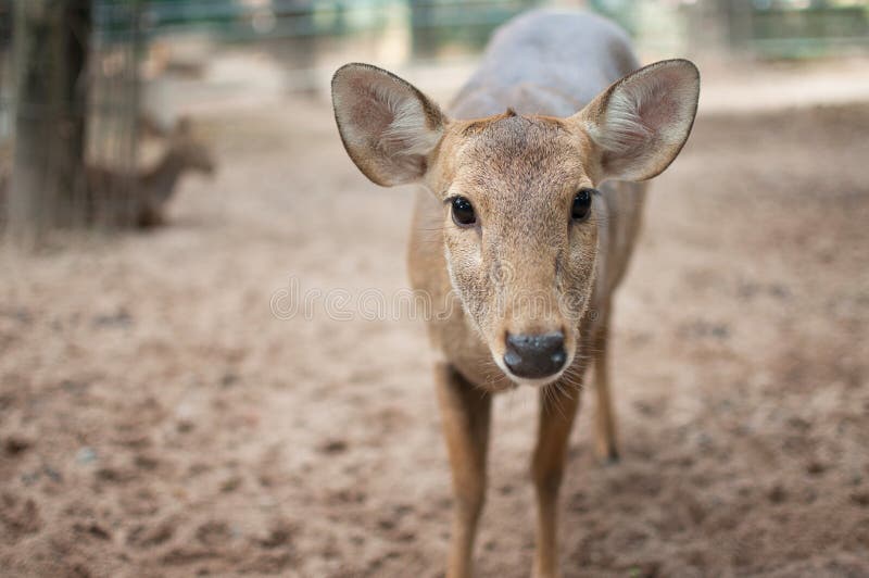 Brow-antlered deer face stock photo. Image of hunter - 28707954