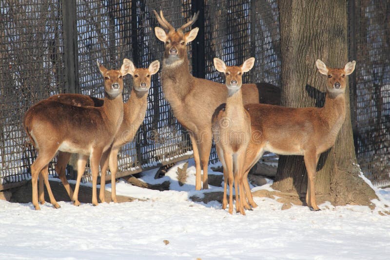 Doe and Fawn stock photo. Image of mammal, serene, fauna - 3012484