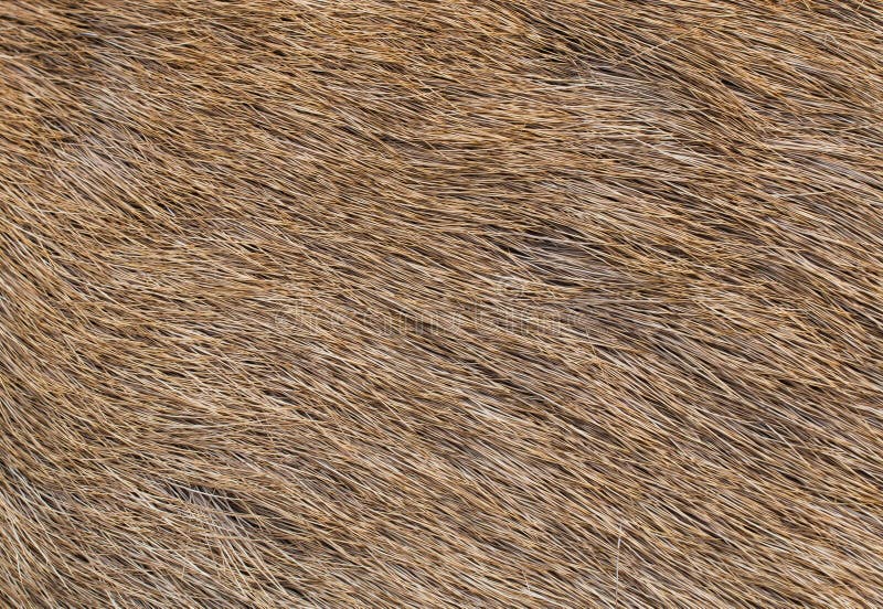 Deer skin texture stock image. Image of ragged, beige - 33150727