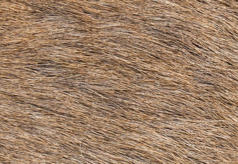 Brow-Antlered Deer Skin Texture. Stock Photo - Image of forest, deer ...