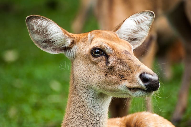 Brow-antlered Deer in zoo stock photo. Image of male - 25883158