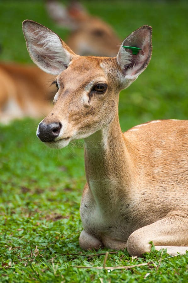 Brow-antlered Deer in zoo stock image. Image of fallow - 25883163