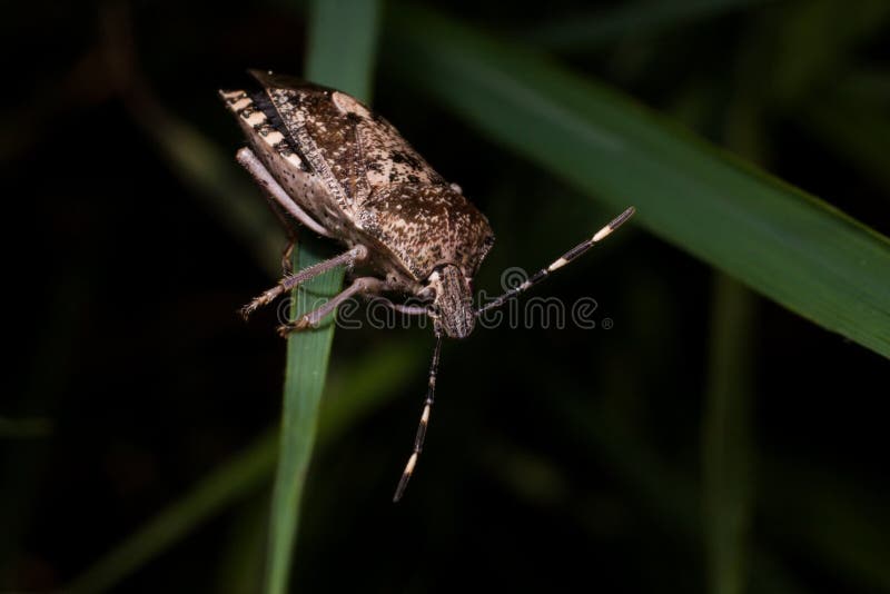A Brow Common Insect - Stink Bug on a Single Grass Leaf Stock Image ...