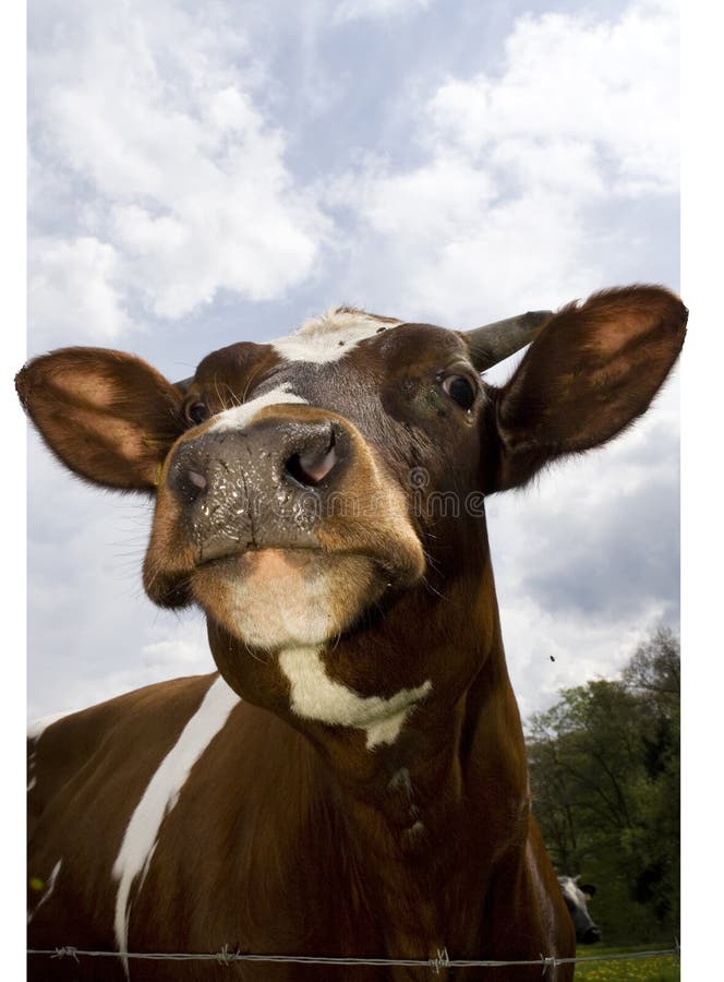 Brow cow stock photo. Image of natural, farming, meat - 92833642