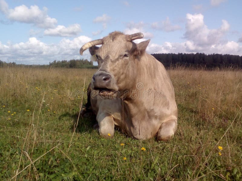 Brow Cow Looks and Relaxed in the Field Summer Stock Image - Image of ...