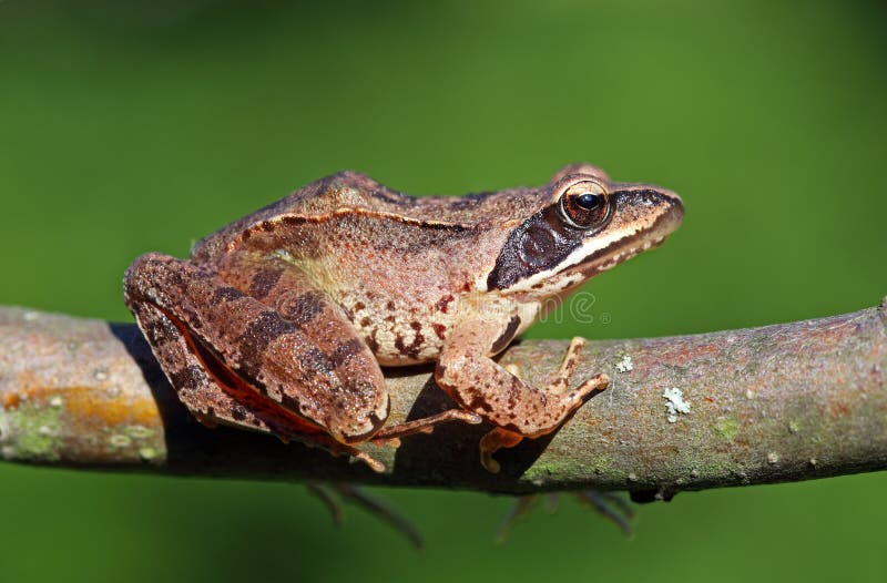 Brow Frog stock photo. Image of animal, croaking, croak - 16129688