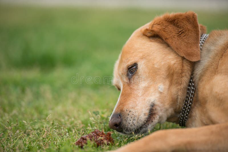 Unsettled Dog Stock Photos - Free & Royalty-Free Stock Photos from ...