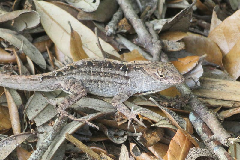Tropical Lizard on the Ground, Closeup Stock Image - Image of leaves ...