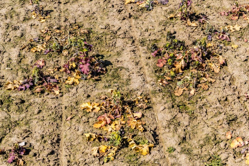 Brown abandoned field stock photo. Image of farm, field - 71334230