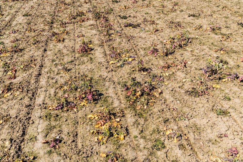 Brown abandoned field stock image. Image of yellow, outdoors - 71345713