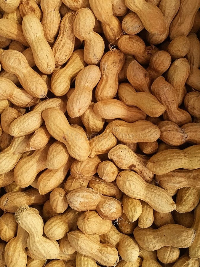 Shelled Peanuts stock image. Image of culture, flavour - 110491599