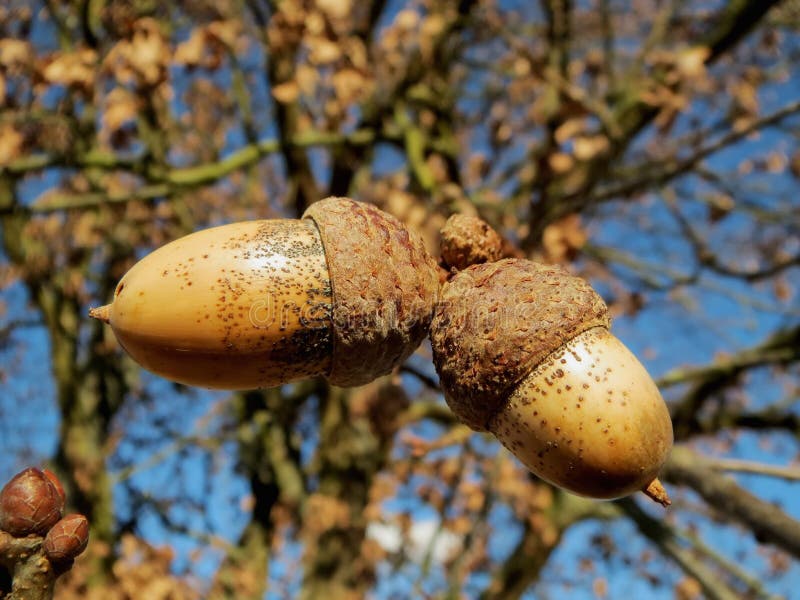 Brown Acorn stock image. Image of macro, tree, nuts, closeup - 94581193