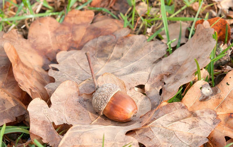 a brown acorn stock photo. Image of white, detail, natural - 12149180