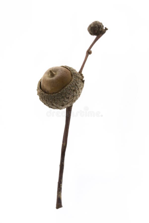 Dry branch stock photo. Image of tinder, isolated, objects - 12368970