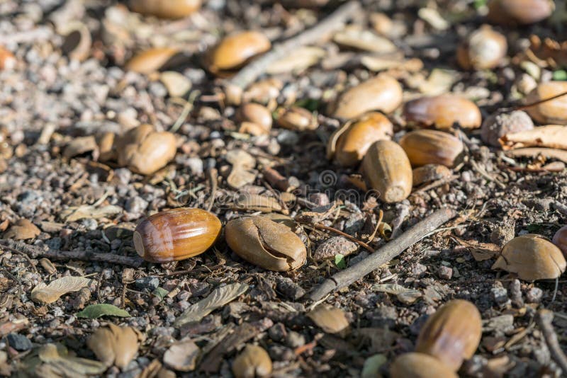 Acorn of a Oak Tree on the Ground Stock Photo - Image of earth, feed ...