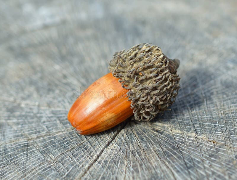 a brown acorn stock photo. Image of white, detail, natural - 12149180