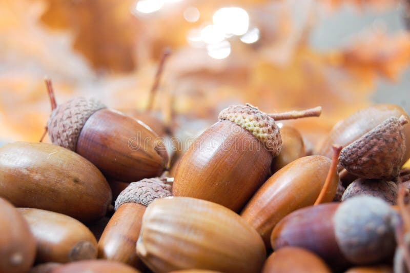 Brown Acorns with Autumn Leaves in the Background Stock Image - Image ...