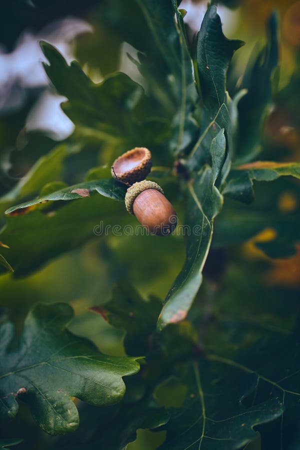 Acorns Hanging from an Oak Tree Branch in a Tranquil Forest Setting ...