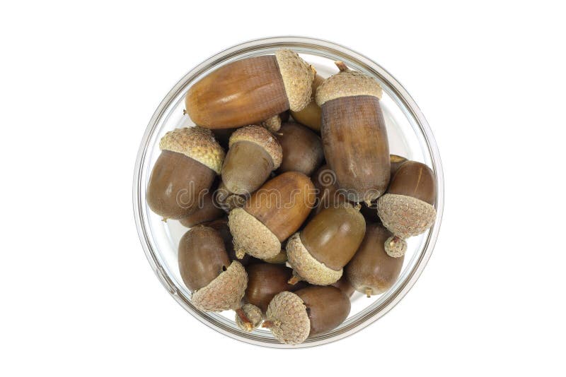 Brown Acorns in a Wooden Bowl Stock Image - Image of flora, pool: 58983563