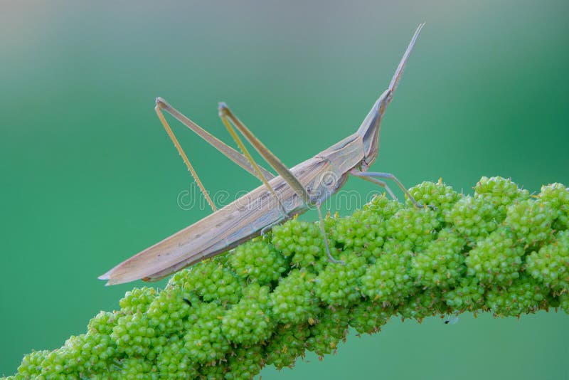 Acrida cinerea stock image. Image of acrida, insects - 254906385