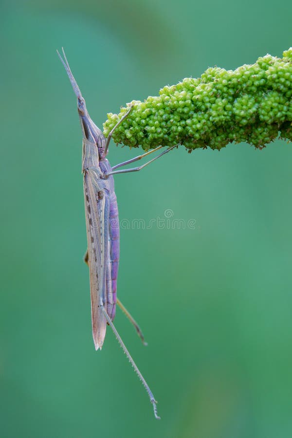 Acrida cinerea stock image. Image of acrida, grass, grasshopper - 254906393