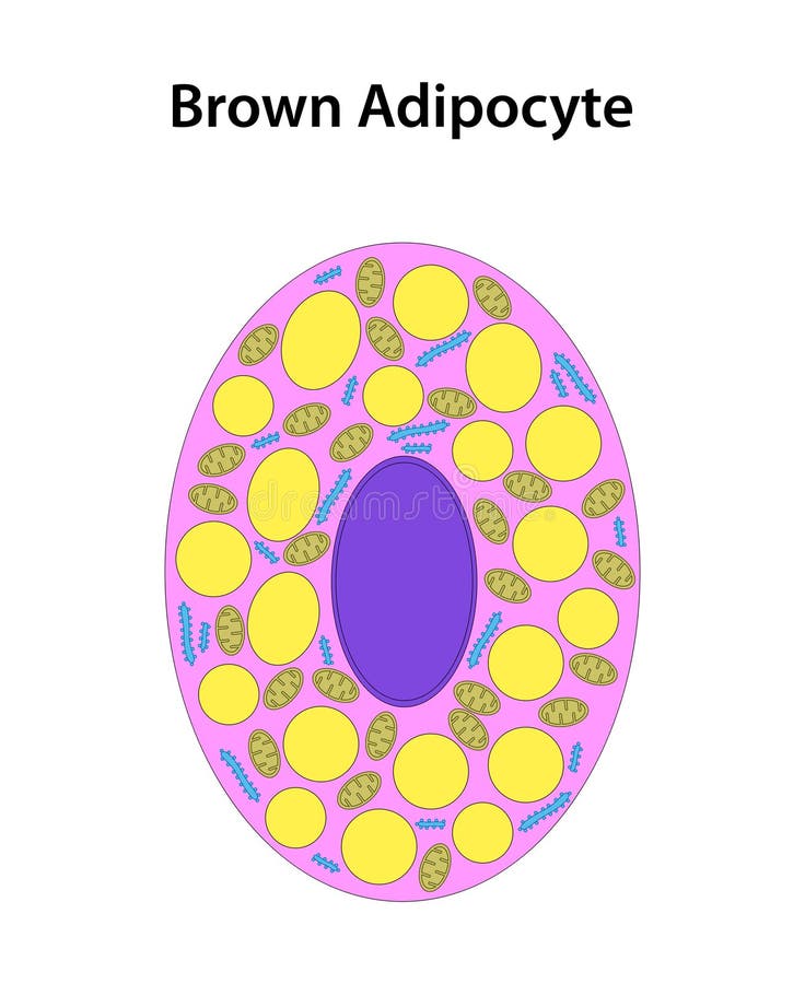 Brown Adipocyte (Brown Fat Cell). Stock Vector - Illustration of circle ...