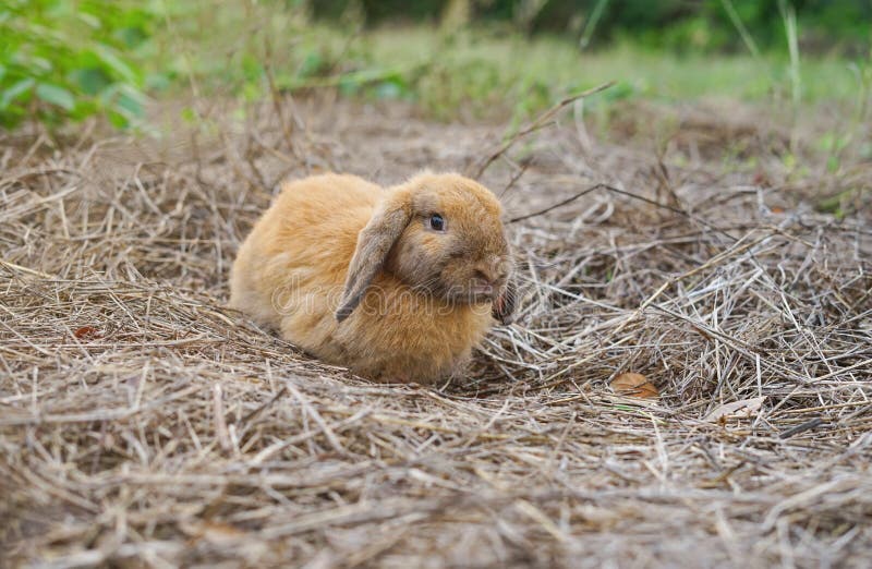 Brown Adorable Rabbit Lying on Dry Grasses Stock Photo - Image of garden, easter: 263164152