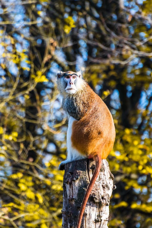 Brown-Affe stockbild. Bild von wald, berg, asien, kopf - 123851059