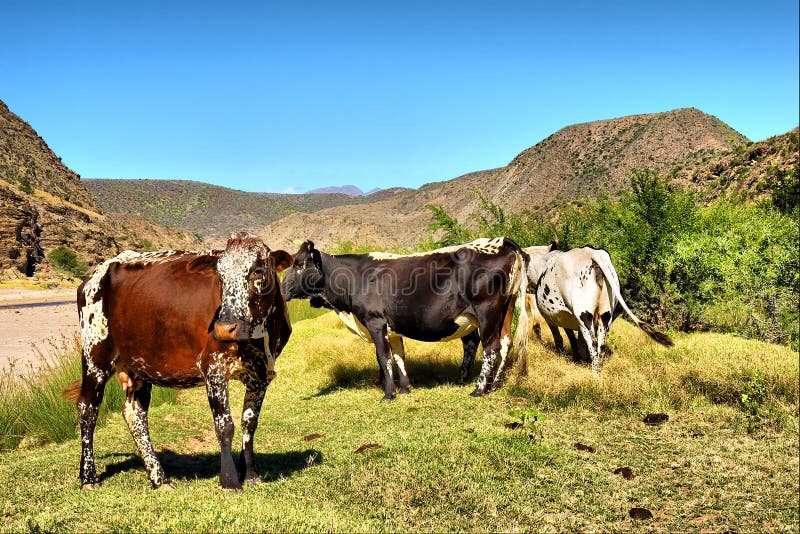 Brown African Cow Picture. Image: 5338136