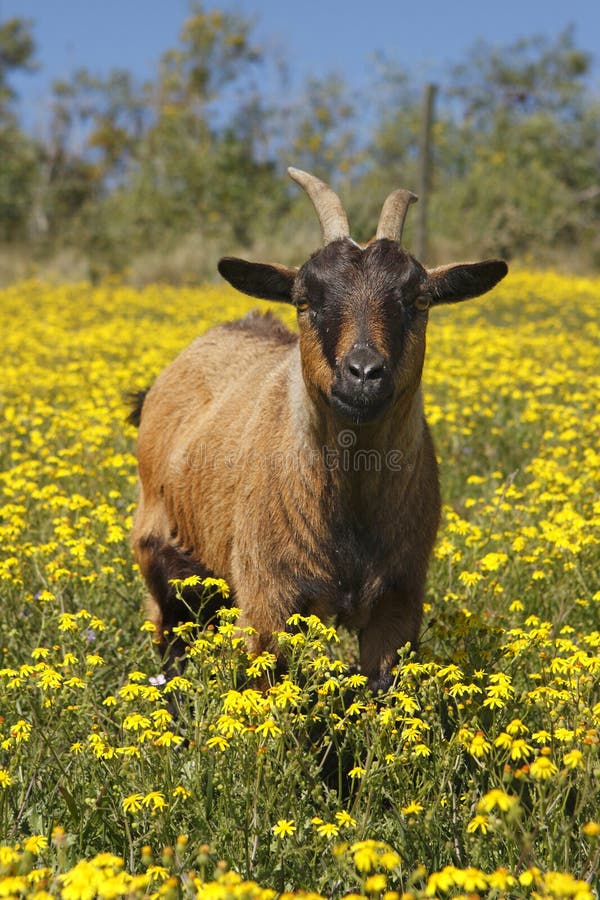 Brown African Goat in Field of Yellow Flowers Stock Image - Image of ...