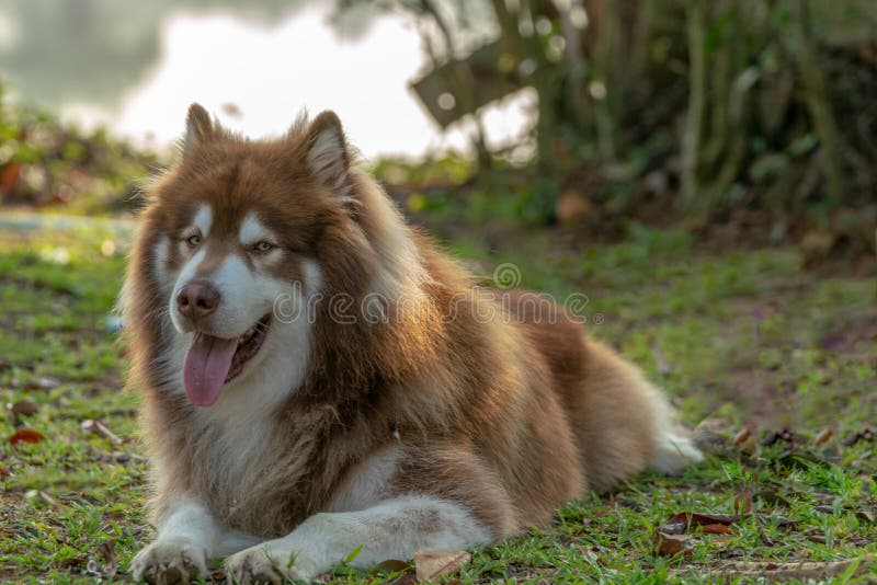 Copper Brown Alaskan Malamute Puppy Playing Ball On The Grass Stock ...